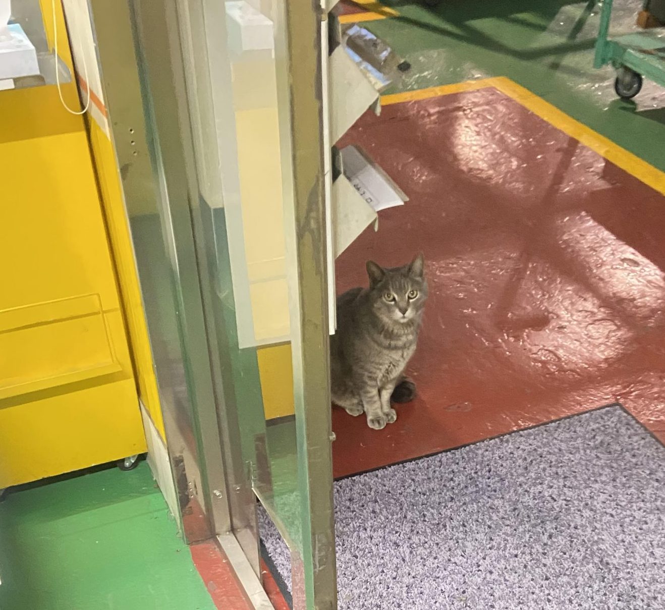 猫の日 | 京都市南区の薄板大型製缶板金、設備ライン向け乾燥機の製作 - 株式会社タナカテック