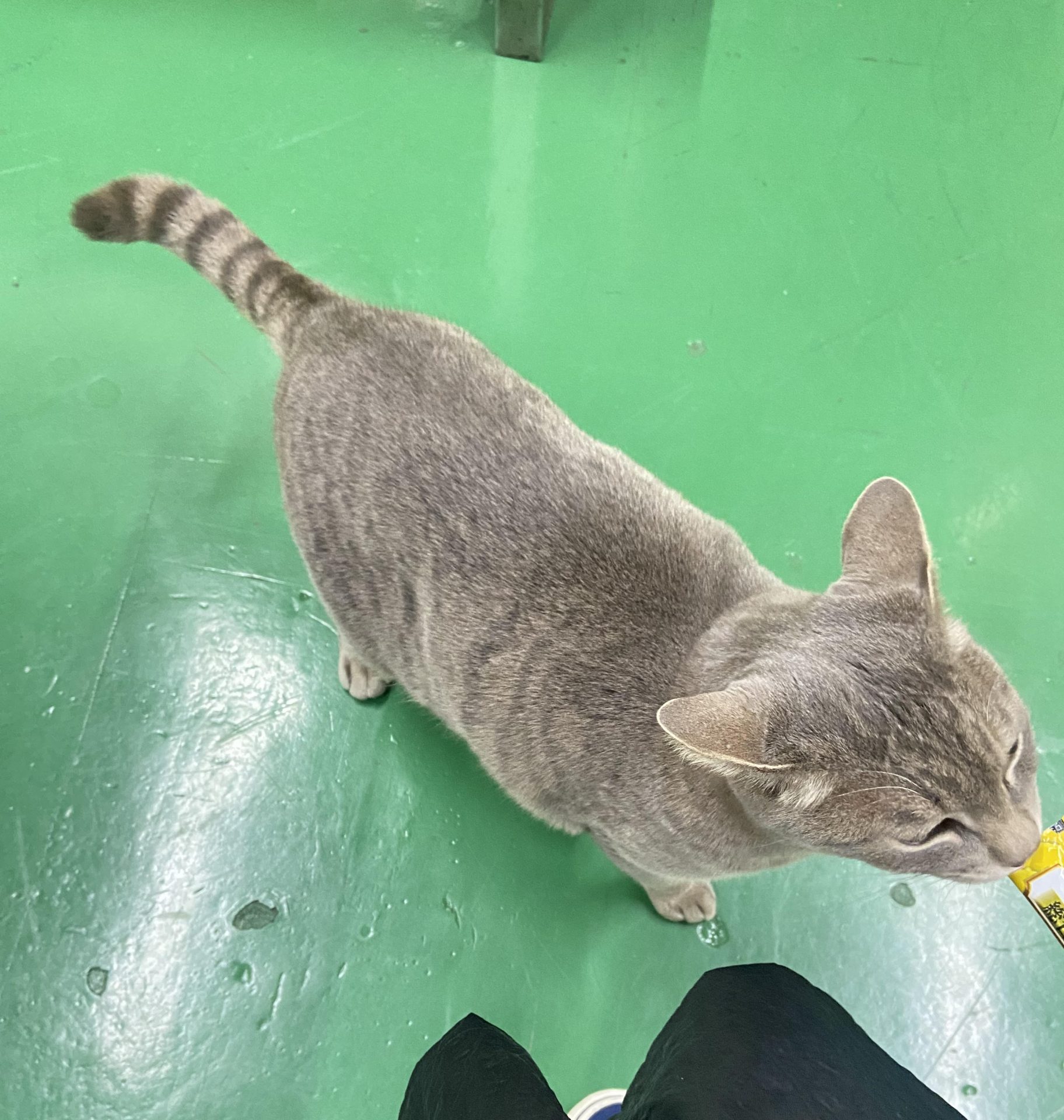 猫の日 | 京都市南区の薄板大型製缶板金、設備ライン向け乾燥機の製作 - 株式会社タナカテック