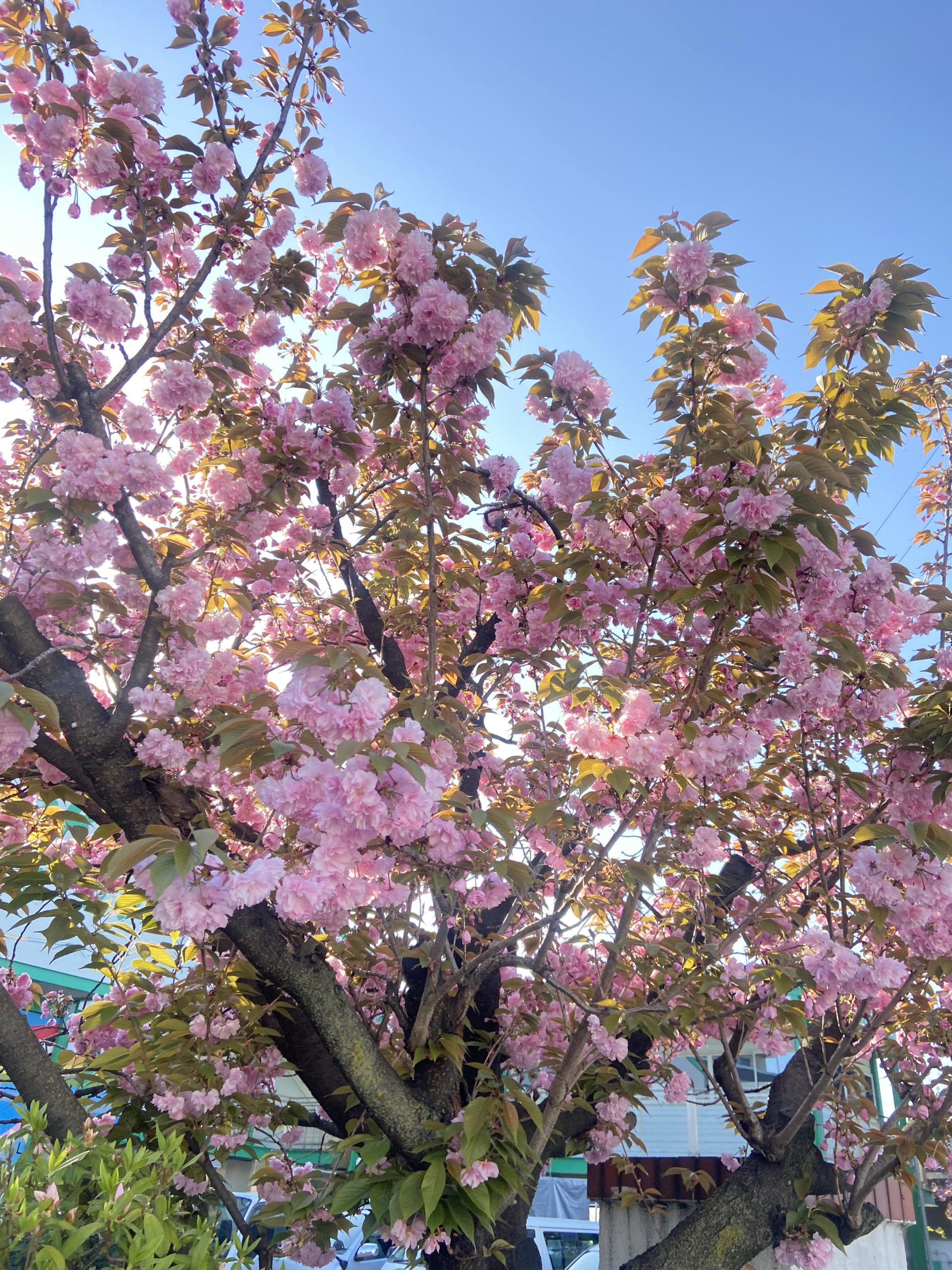 4月 | 京都市南区の薄板大型製缶板金、設備ライン向け乾燥機の製作 - 株式会社タナカテック
